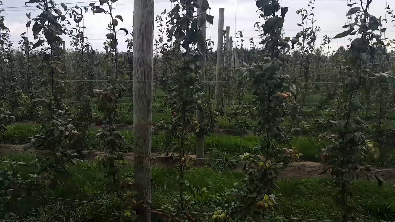 Multi-leader trees. Three leader trees. - YouTube