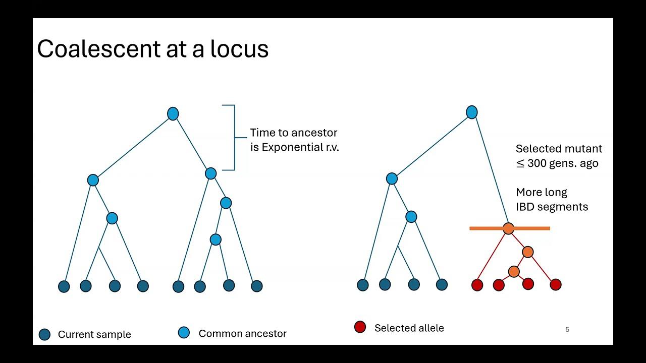 Statistical Inference Using Identity-By-Descent Segments: Perspectives on Recent Positive ...