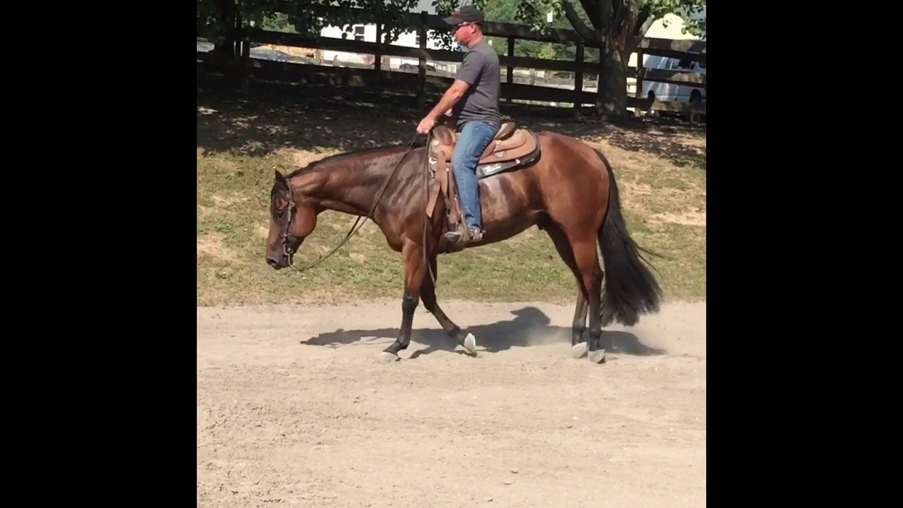Willy Goin Slow Western Riding And Showmanship YouTube willy-goin-slow-western-riding-and-showmanship-youtube