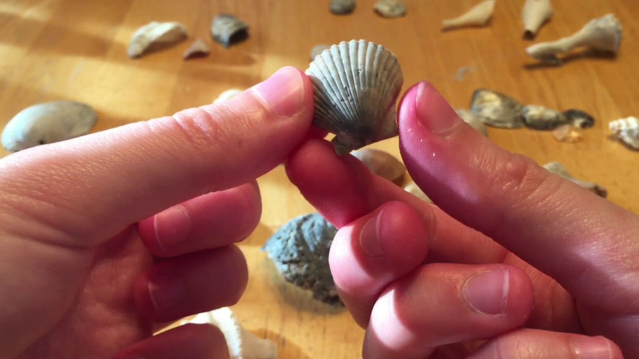 Identifying Common Shells Of South Carolina (wk 18.2) - YouTube