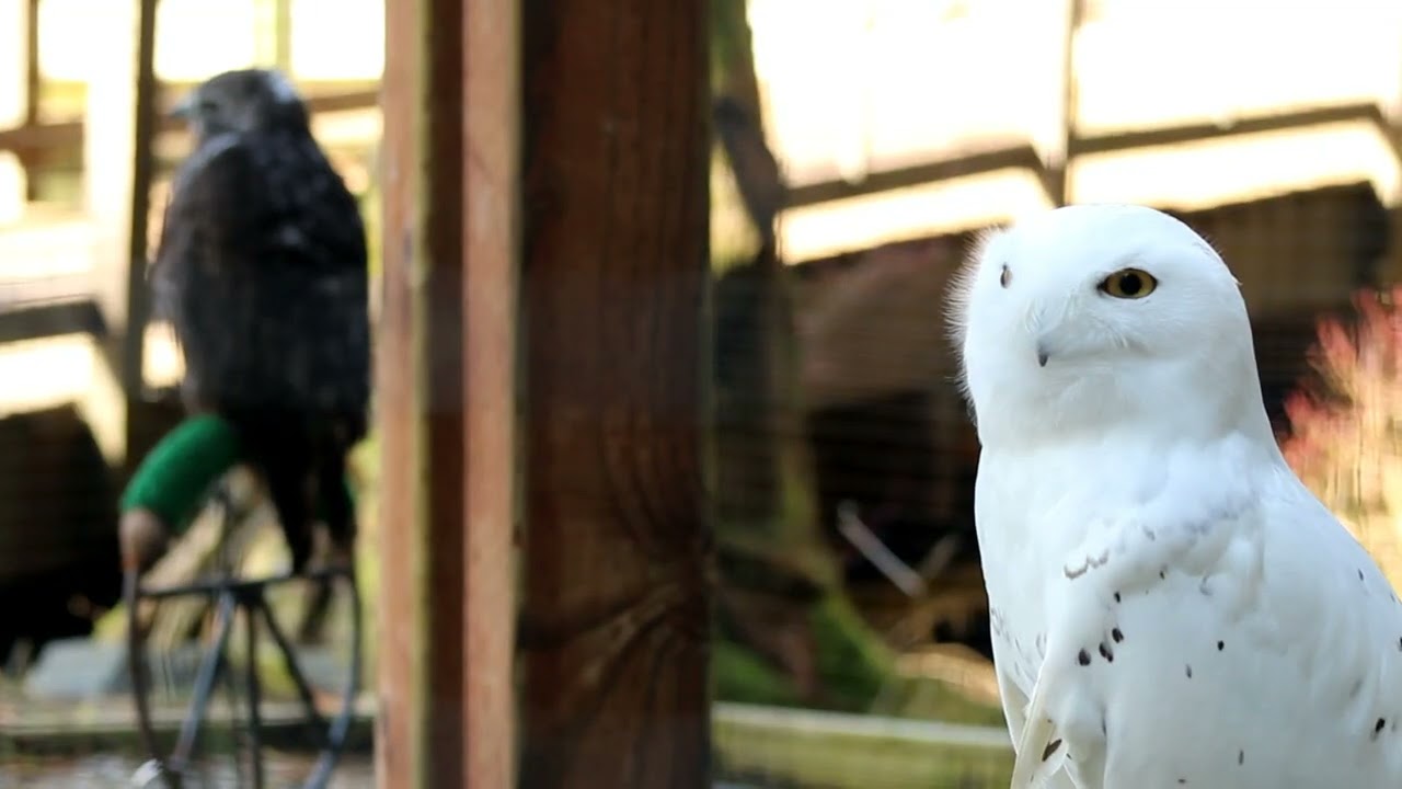 Raptor Weathering Yard at the Alaska Raptor Center - YouTube