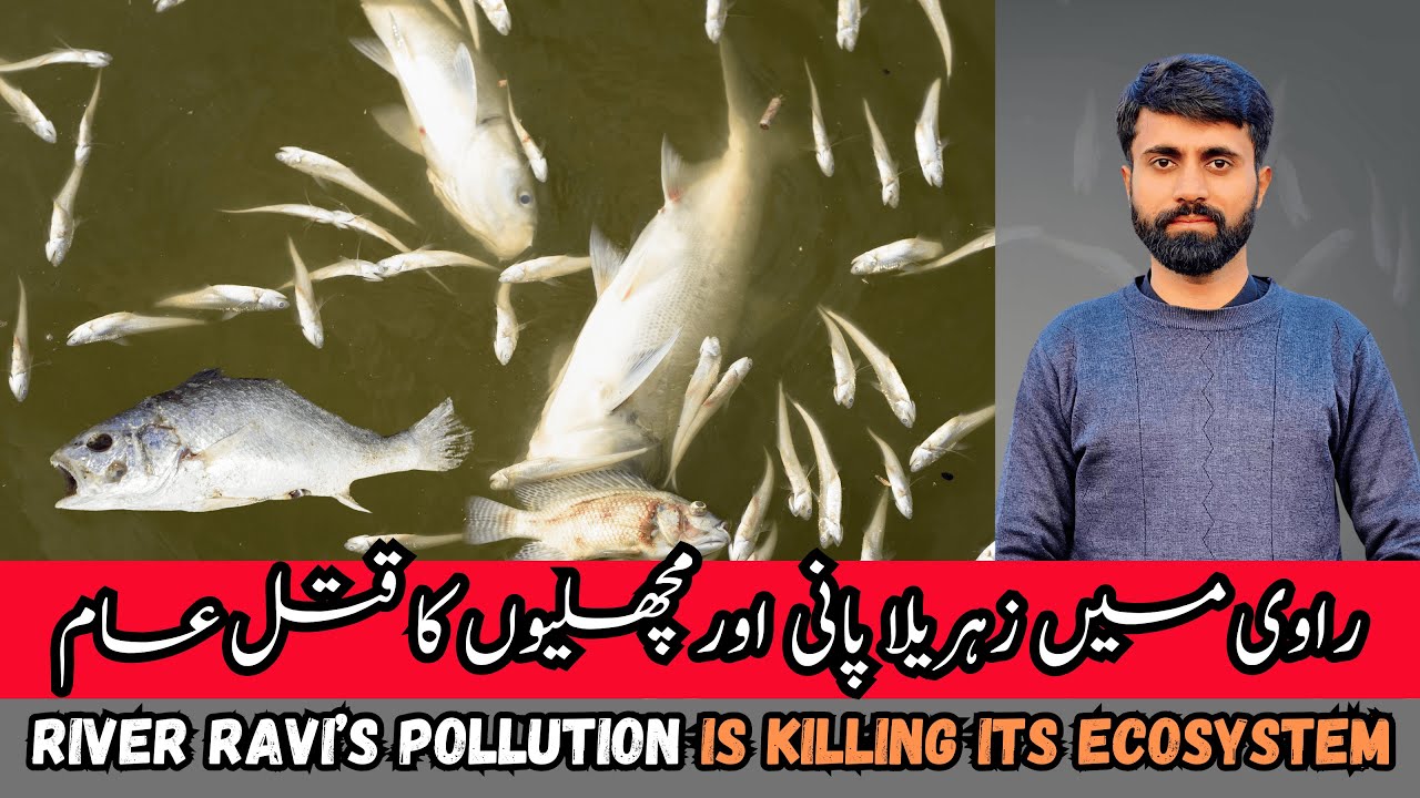 River Ravi Under Threat: Polluted Waters Cause Mass Fish Deaths - YouTube