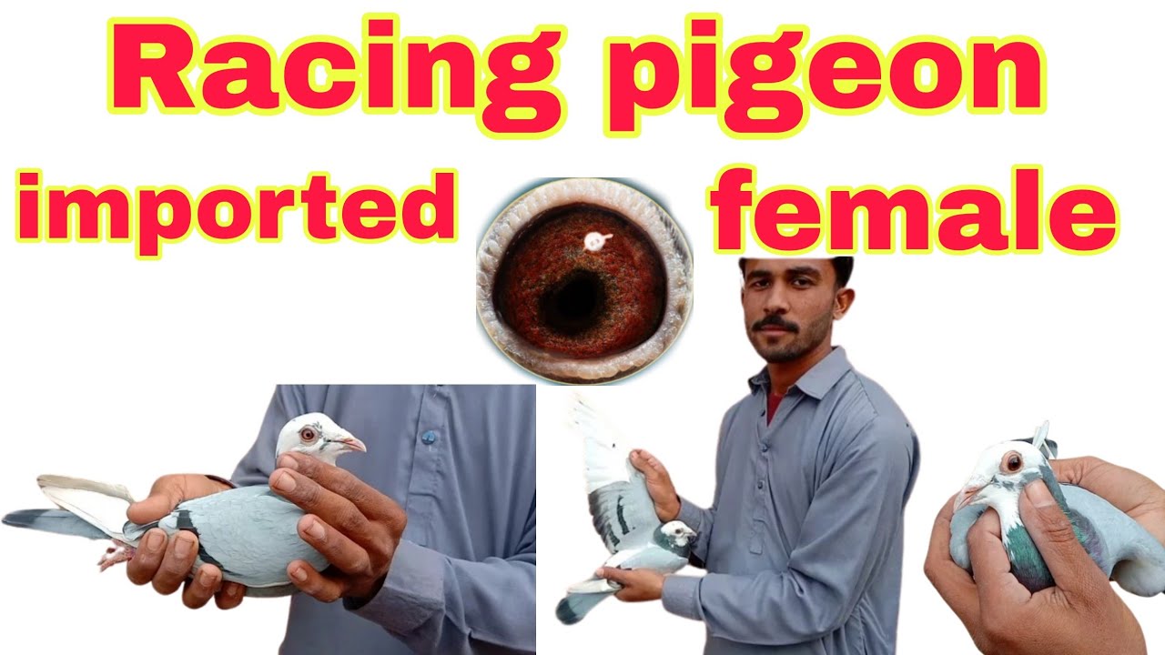 Imported racer pigeon strong blood line//breeder female//2023 racing ...