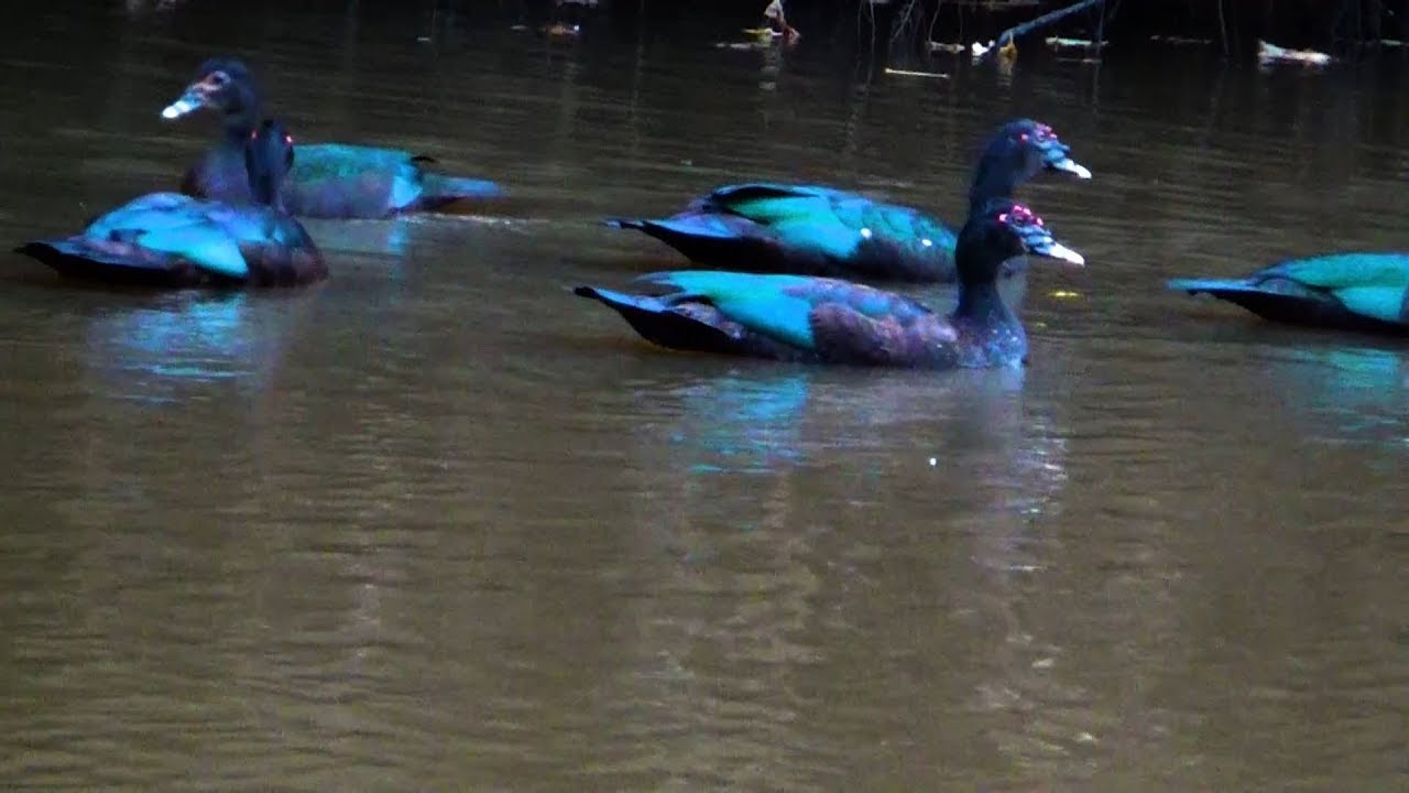 Wild Muscovy Duck: Flock Enjoying the Stream: (Cairina moschata) Pato ...