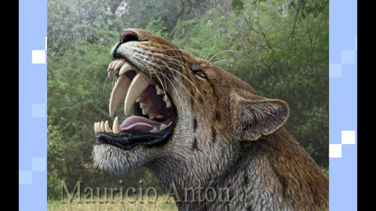 Homotherium In 3 Minutes! (Scimitar Toothed Cat) - YouTube
