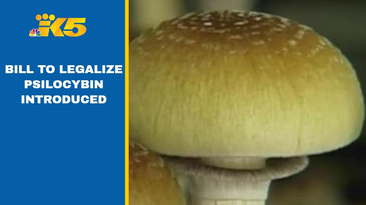 Bill to legalize psilocybin for therapeutic use introduced in ...
