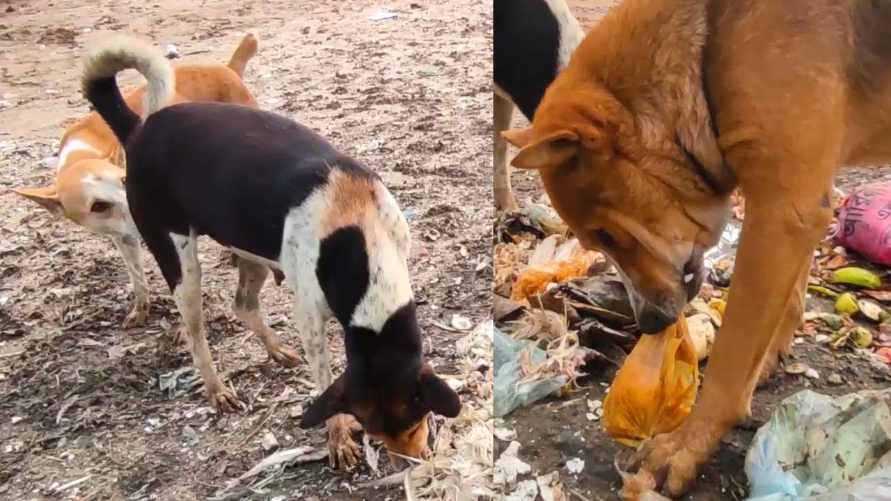 Street dog eating food | village dog food - YouTube
