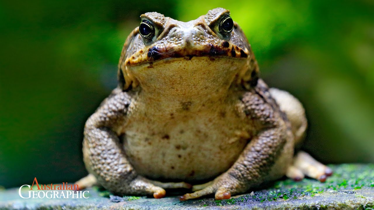 Evolving Wildlife: Teaching Animals to Avoid Cane Toads - YouTube