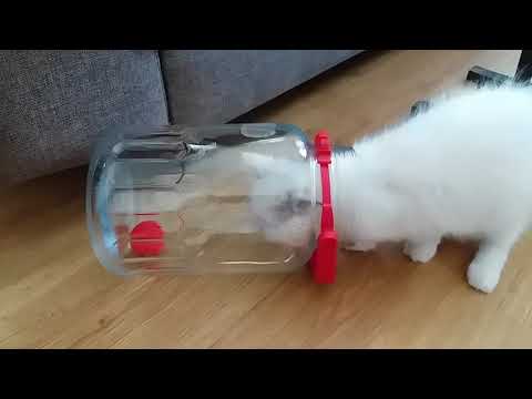 persian cat chinchilla Missy turşu kavanozunda..