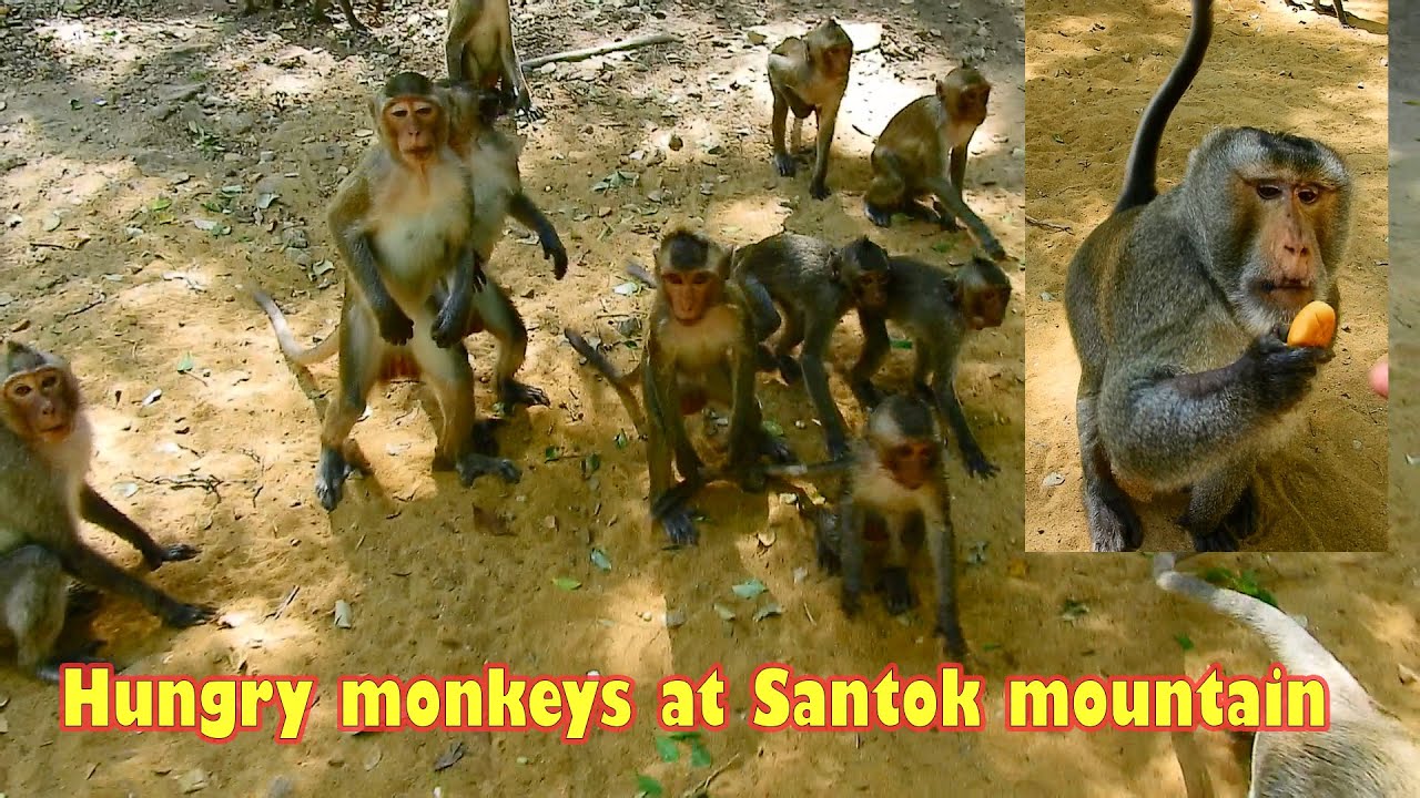 Have you ever seen monkeys at Santuk mountain? They are very hungry and ...