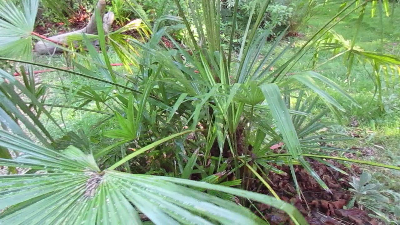 Planting Multiple Palms Together - YouTube