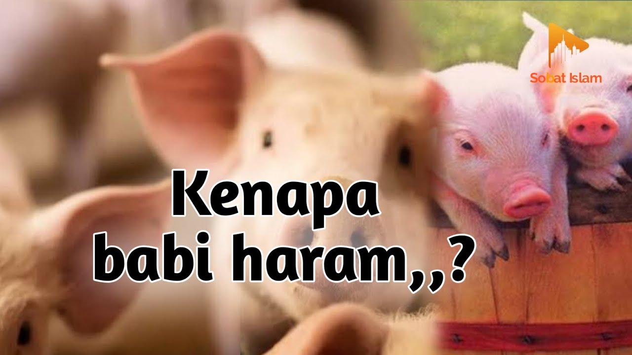 Babi Haram kenapa diciptakan | Sobat Islam - YouTube