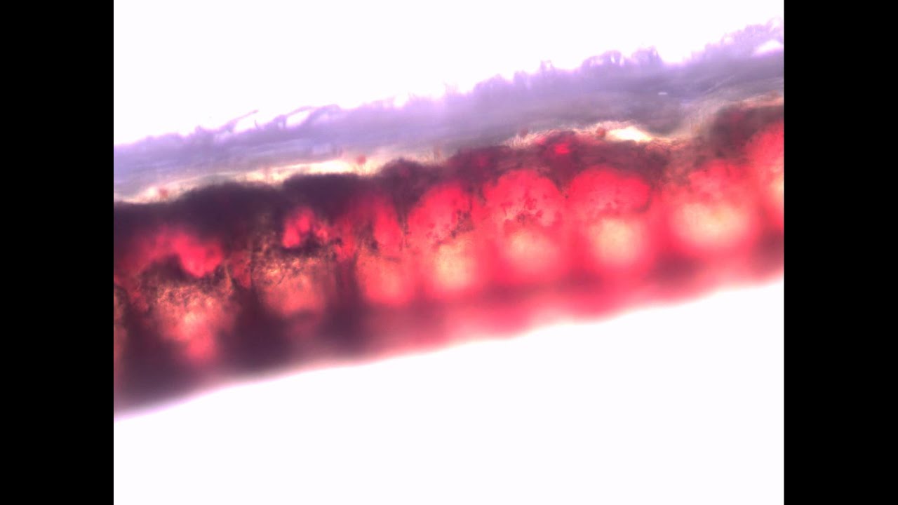 Blackworm (Lumbriculus variegatus) under microscope - YouTube
