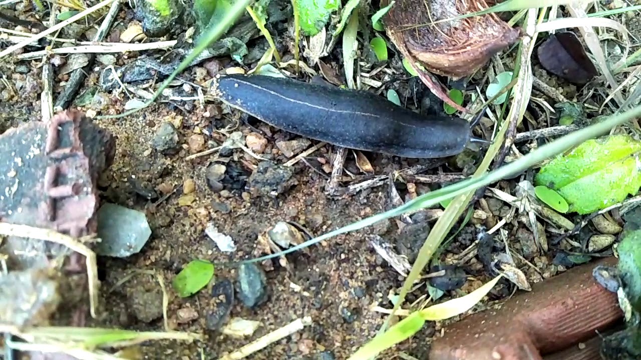 அட்டை பூச்சி (Leech insects) - YouTube