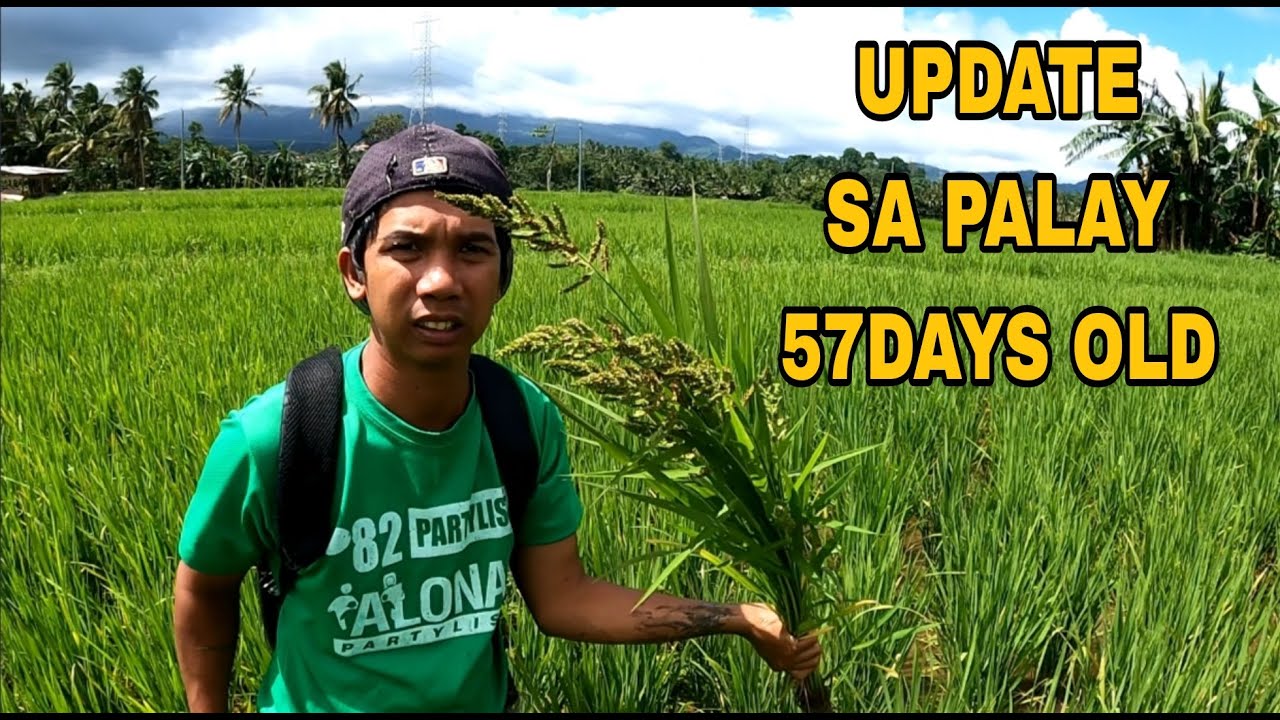 UPDATE SA PALAYAN - YouTube
