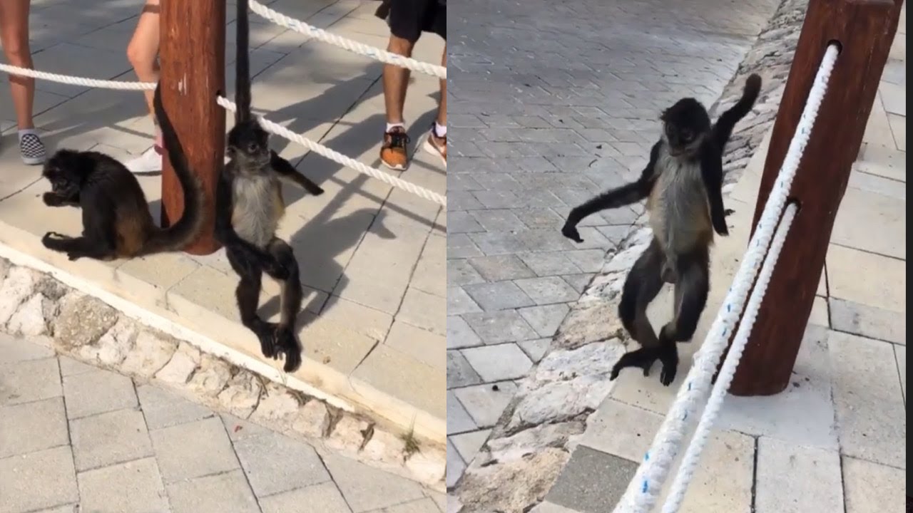 Baby Monkey Loses Arm In Terrible Accident (but still happy)2020 - YouTube