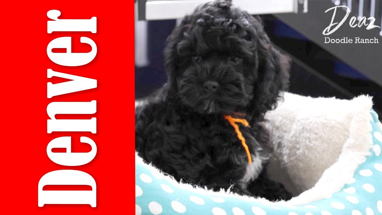 Denver the adorable Mini COCKAPOO! Just 9 weeks old! - YouTube