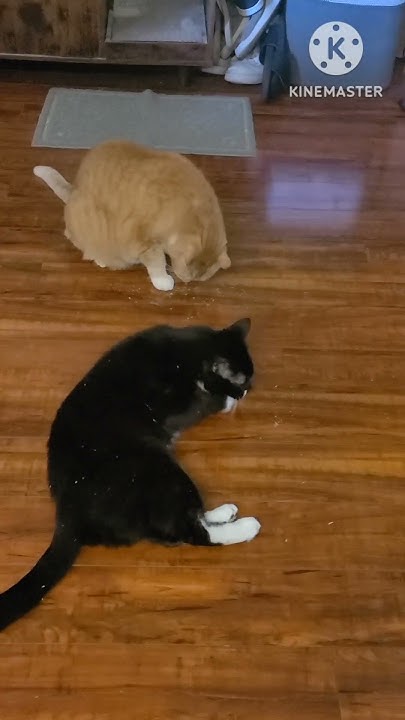 Tux, Garfield, and their CATNIP! #catnip #catvideos #cattreats #catsandcatnip #becauseigothigh ...