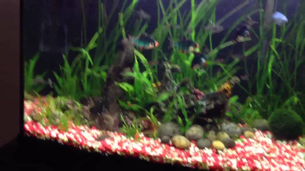 My 20 gallon tropical planted aquascape - YouTube