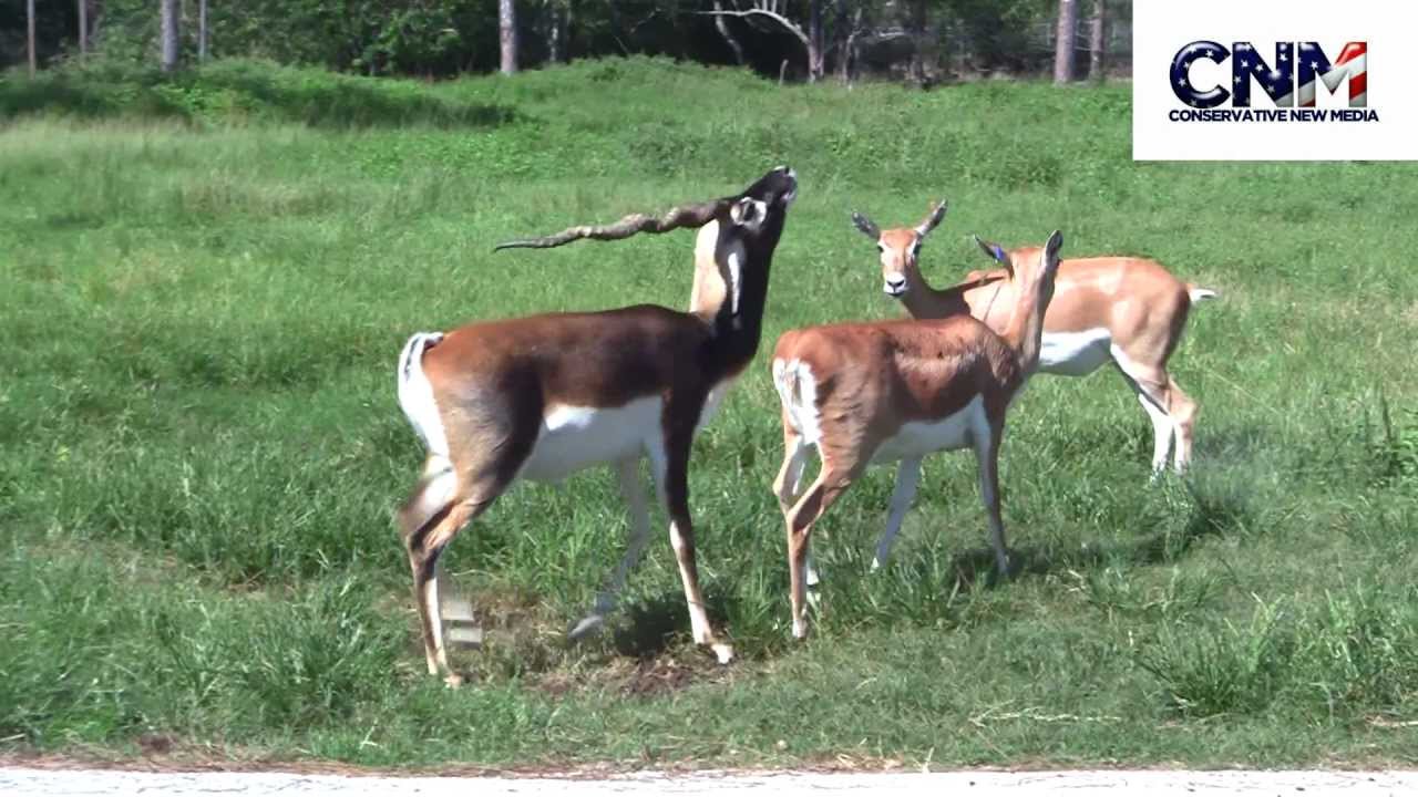 Blackbuck Antelopes Interacting Together in 1080P HD - by John D ...