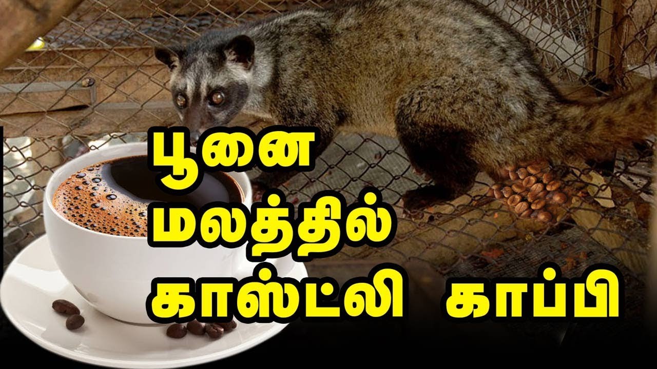 பூனை மலத்தில் காஸ்ட்லி காப்பி | Costly Coffee made from Cat's shit ...