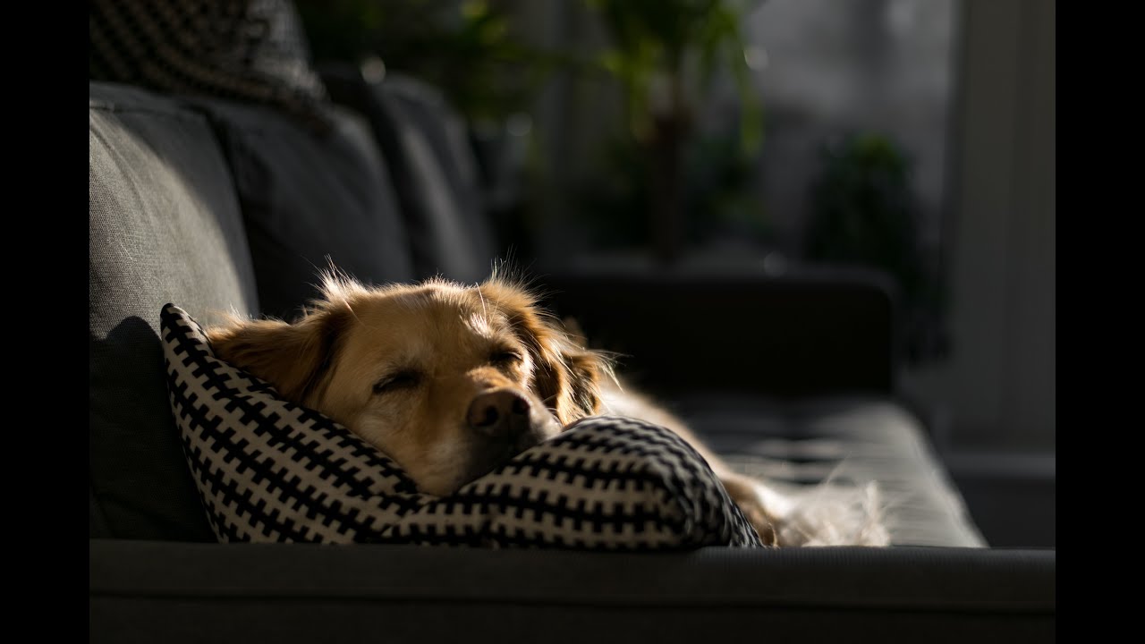 30 Minutes of Deep Relaxation - Calming Music for Dogs and More - YouTube