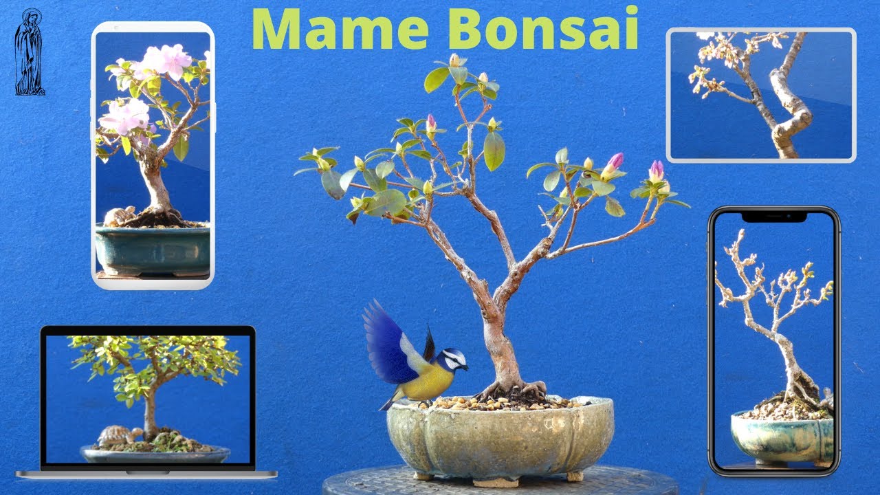 My Mame and Shohin flowering Bonsai and a Literati Larch too. - YouTube