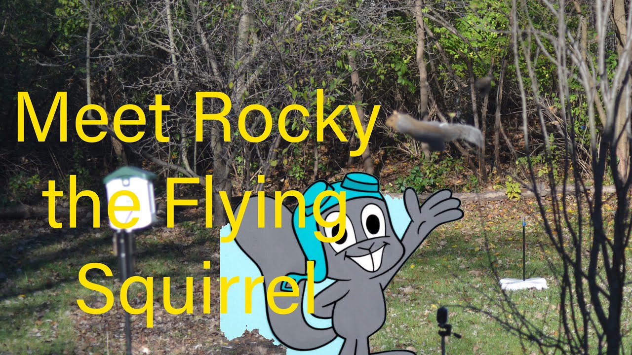 Meet Rocky the Flying Squirrel - YouTube