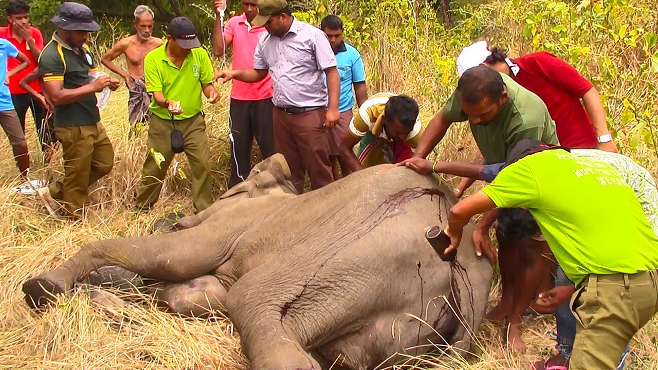 Treating an elephant injured by an elephant attack | Help & Kindness ...