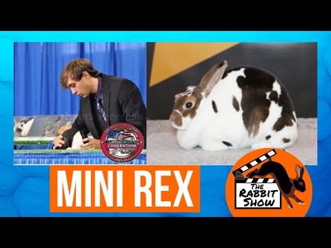 Mini Rex Rabbit by Johnny Haussener, ARBA Judge and Breeder - YouTube