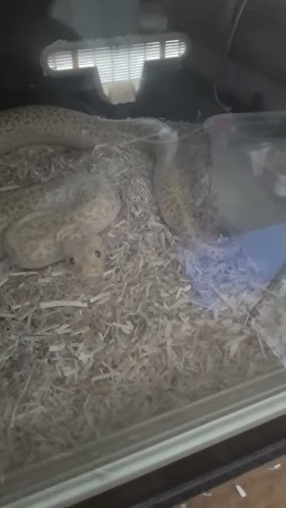 Angry baby Burmese python - YouTube