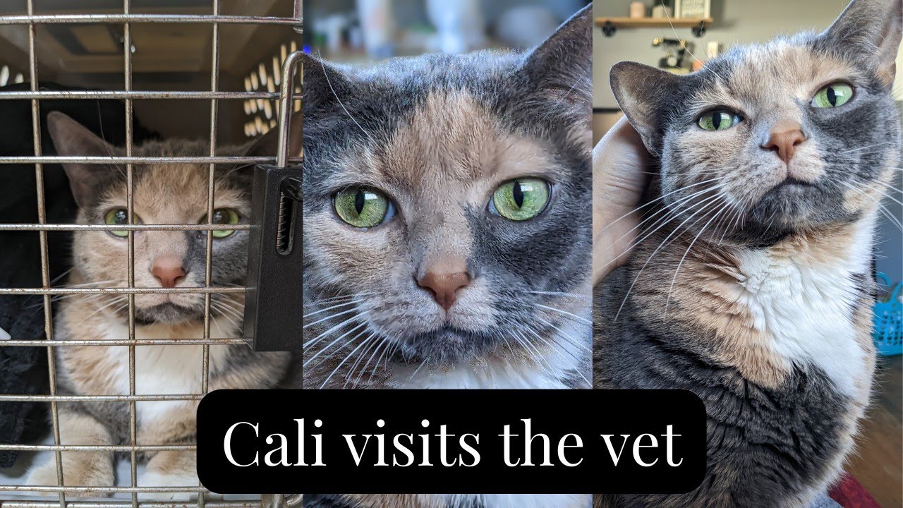 CALI VISITS THE VET - YouTube