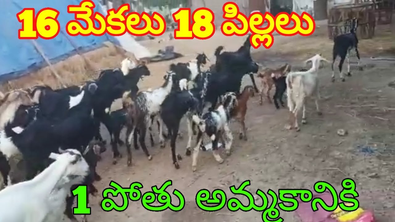 Goats kids 9347567078 మేకలు పిల్లలు sheep goat farming - YouTube