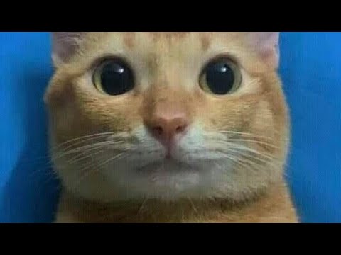 LA HISTORIA DEL GATO RAMIREZ | Historia de momos de internet - YouTube