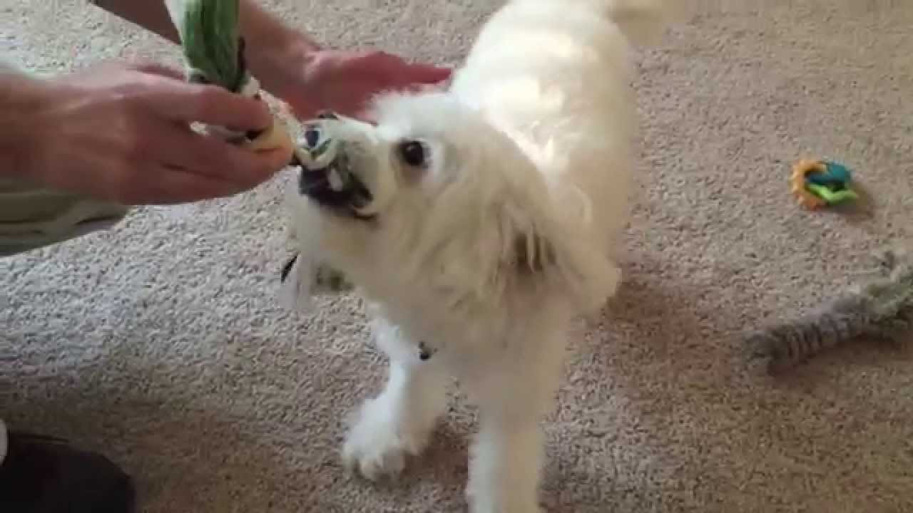 Amazing Bichon Poodle growling while playing with rope. 60fps. - YouTube