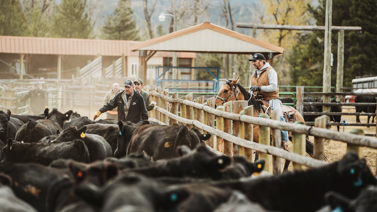 Shipping Cows near Lincoln, Montana - YouTube
