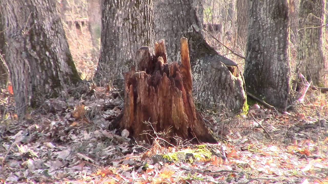 Stump Shooting Video - YouTube