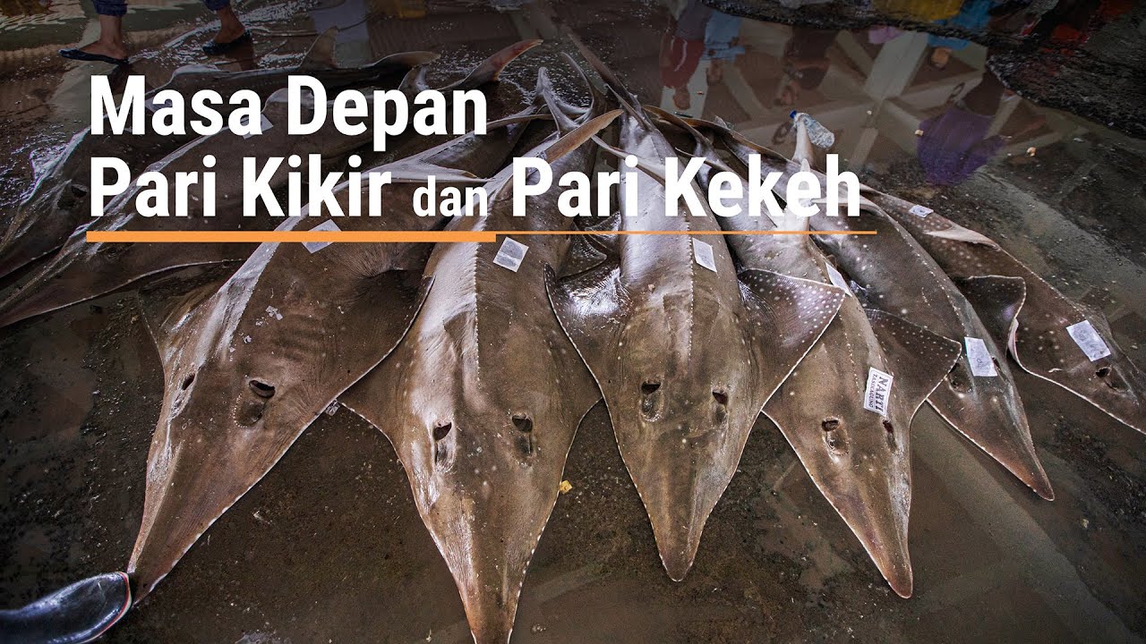 Masa Depan Pari Kikir dan Kekeh (The Future of Giant Guitarfish and ...