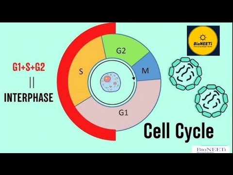 Cell Cycle Phases Explained - NEET Biology NCERT Class 11 - YouTube