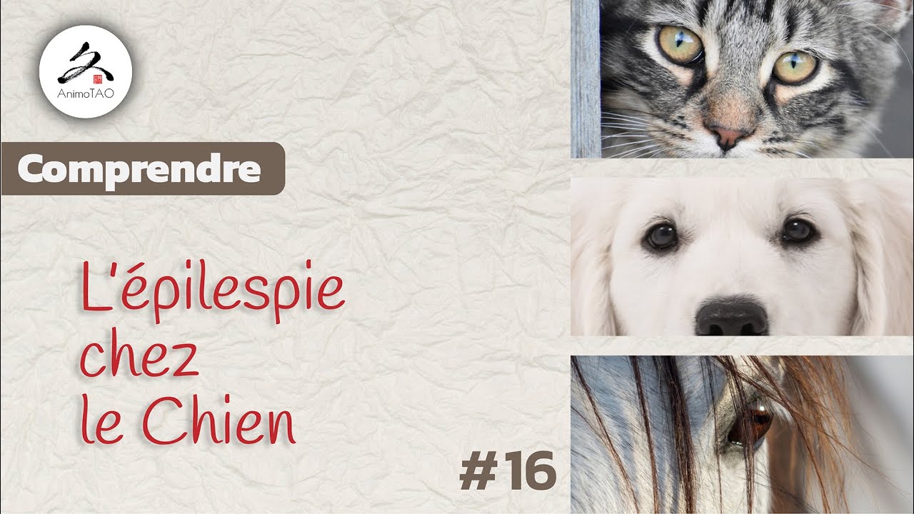 #16 Epilepsie du Chien, Comprendre pour agir efficacement avec Jean-Luc ...