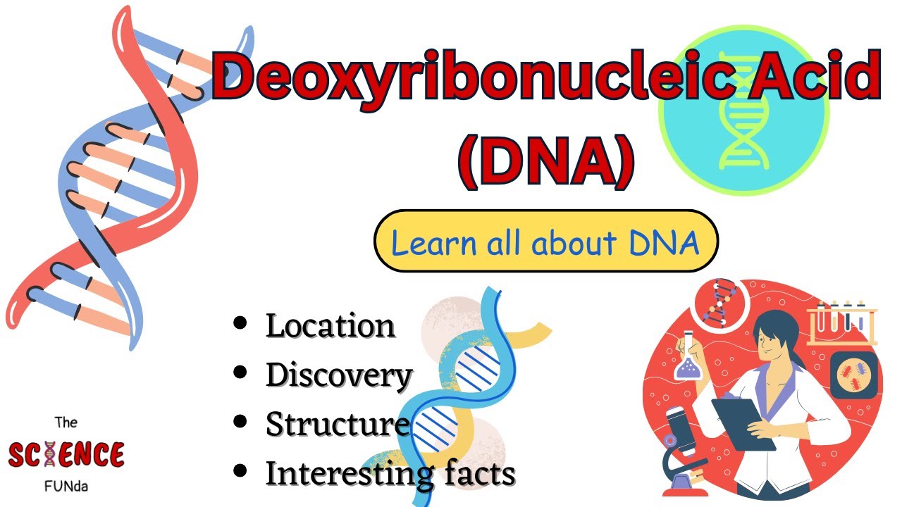 Deoxyribonucleic Acid (DNA): Structure, Discovery and many more ...