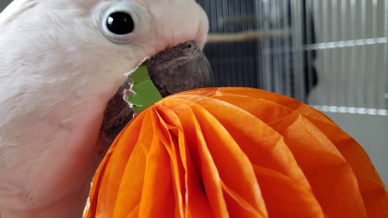 Happy Halloween - YouTube