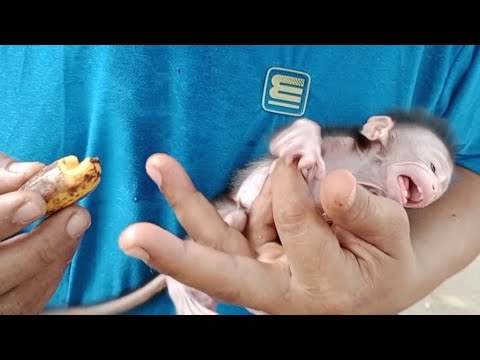 Tr4umatis€d newborn monkey PIPI baby sees banana fruit - YouTube