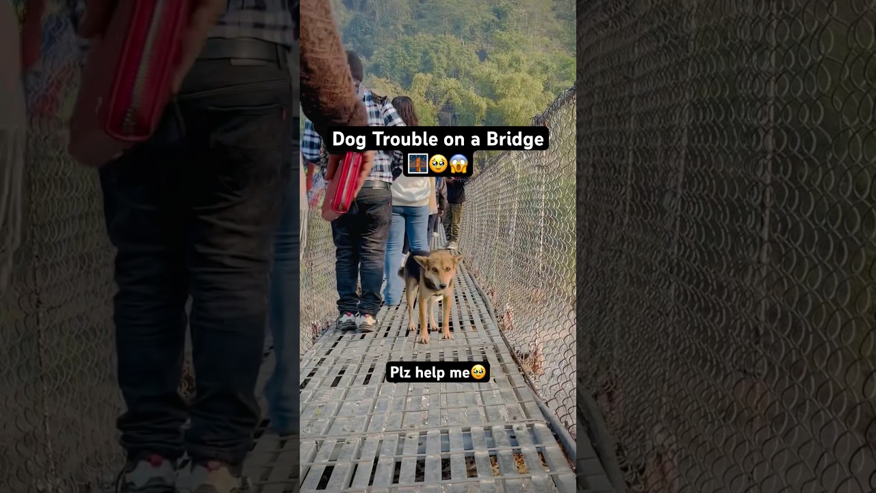 Dog Cannot walk on Bridge🥹😱 #dogshorts #doglover #viral #trending #dog ...