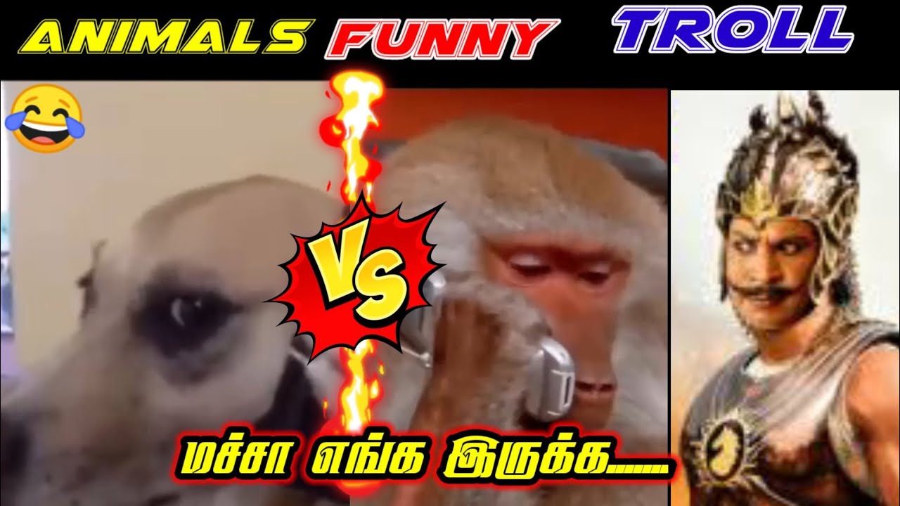 ஐயோ நீங்களா வேலைக்காடா வந்து இருக்கிங்க 😂//animals funny troll video ...