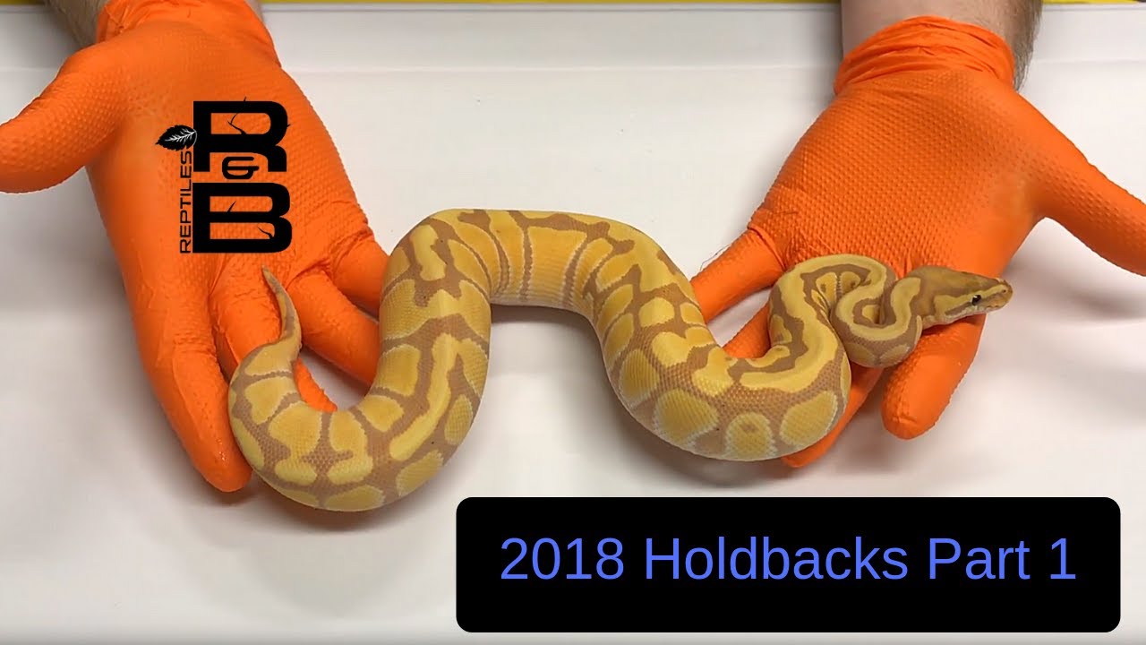 2018 holdback ball pythons ( part 1 ) - YouTube