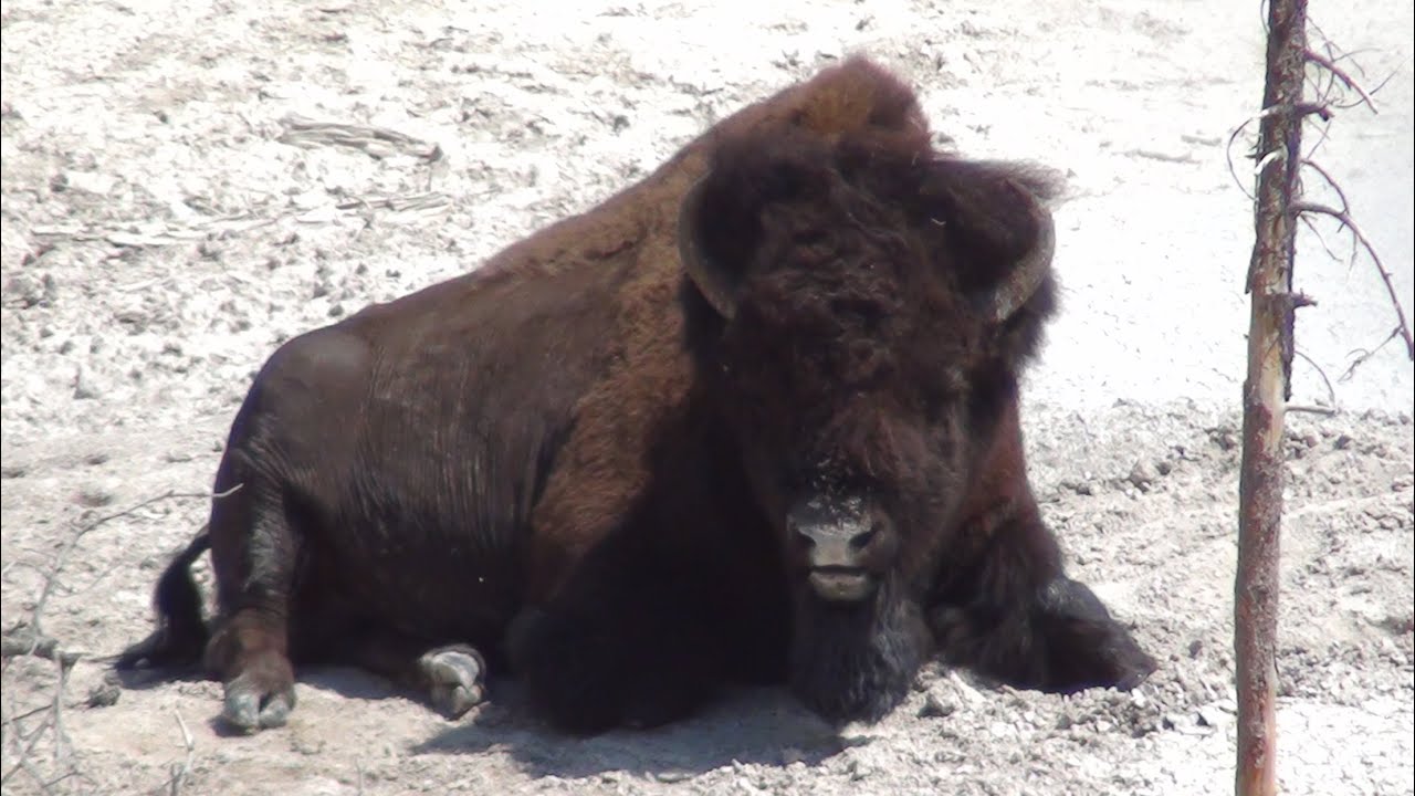 My 2014 Wild animal footage - YouTube