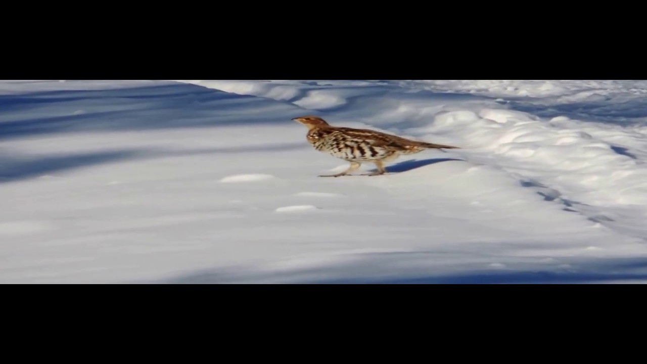 partridge walks like an egyptian - YouTube