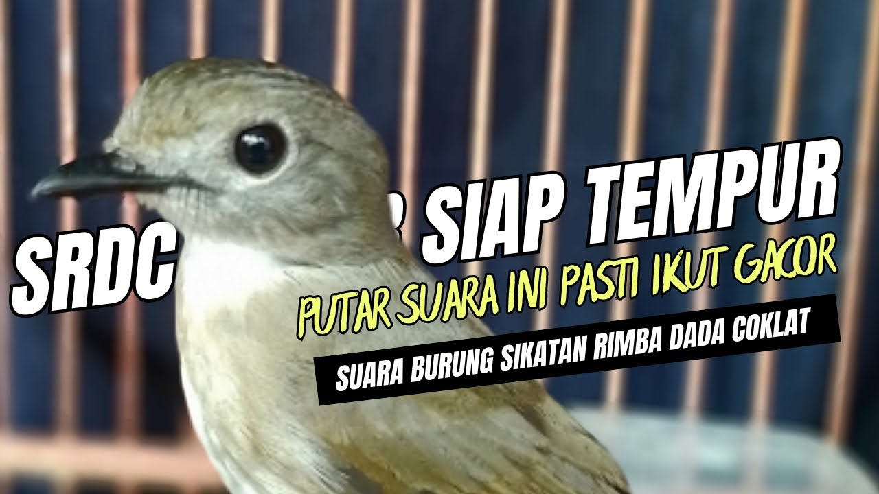 SUARA BURUNG SRDC SIKATAN RIMBA DADA COKLAT GACOR SIAP TEMPUR‼️ - YouTube