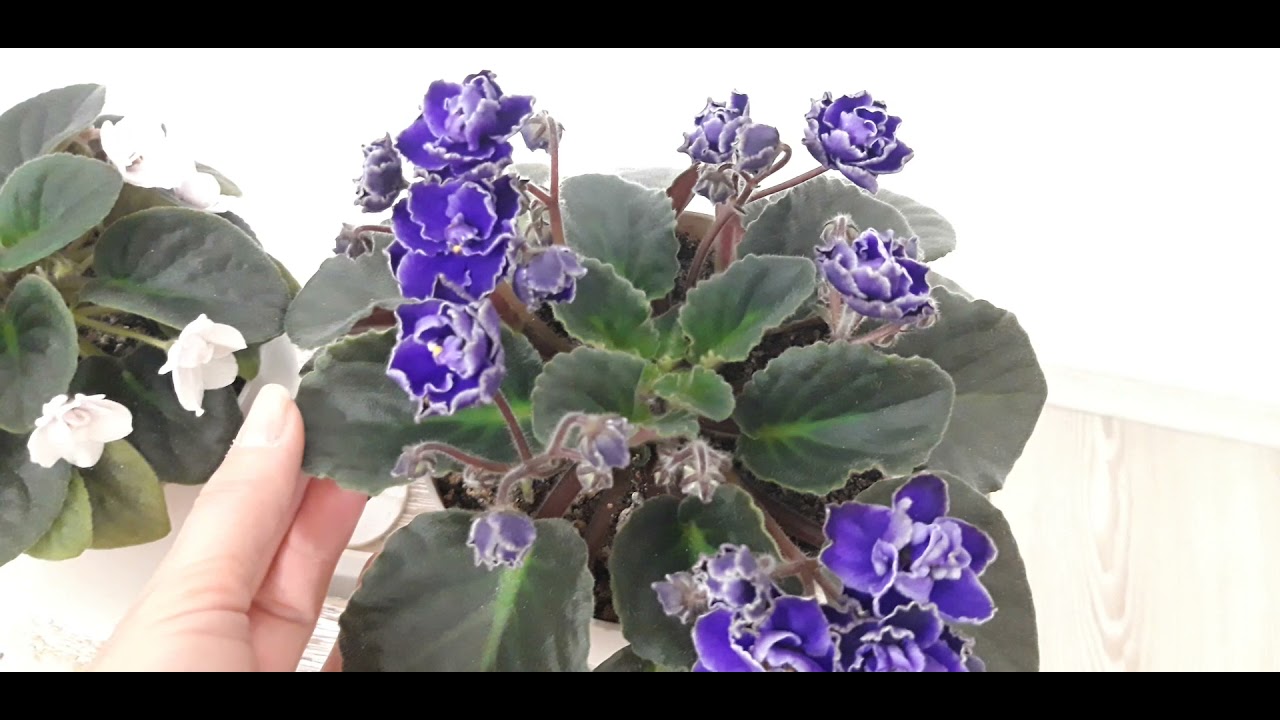 Ingrijirea si inmultirea violetei de parma. - YouTube